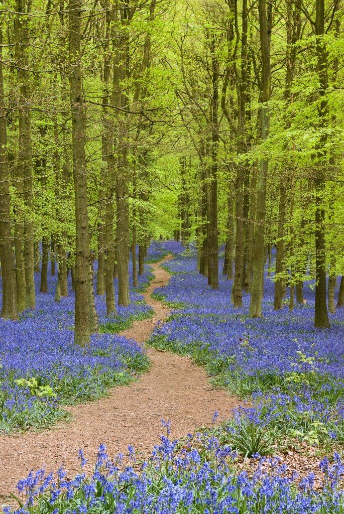 2. Het bos in het landschap – BOSFORUM